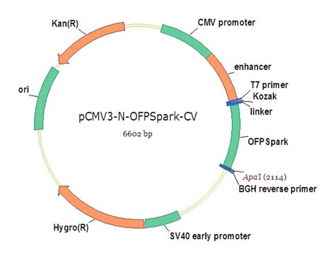 Pcmv3 N Ofpspark Control Vector N Terminal Ofpspark Tagged Sinobiological