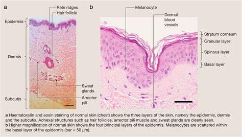 Skin Histology Diagram