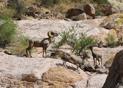 The Wildlife Viewing Program Engaging The Masses Arizona Wildlife