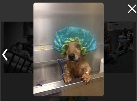 ⭐ galería de imágenes de css pure lightbox octo