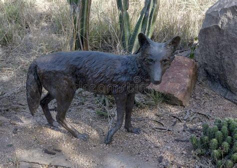 Bronze Sculpture Of A Coyote Along A Nature Trail At The Quinta