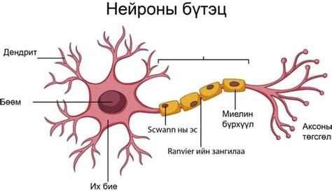Нурууны мурийлт нугалмын хөдөлгөөнт заслын эмч Т Дагва Facebook