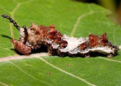 Chalcosiine Day Flying Moth Caterpillar Chalcosiinae Zygaenidae Artofit