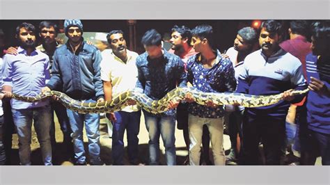 12ft Python Rescued Star Of Mysore
