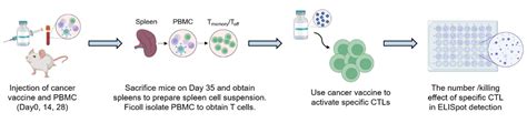 Cancer Vaccine Evaluation In Humanized Pbmc Mouse Creative Bioarray