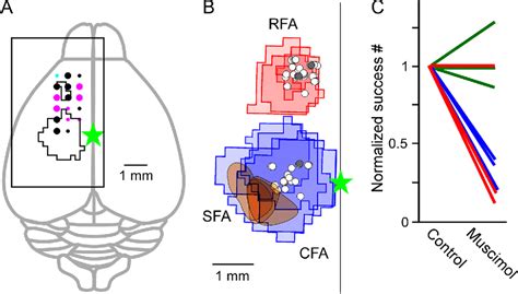 Figure 2 From Spatiotemporal Dynamics Of Functional Clusters Of Neurons In The Mouse Motor