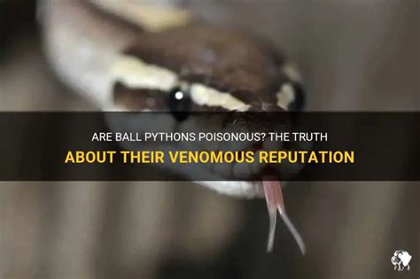 are ball pythons poisonous the truth about their venomous reputation