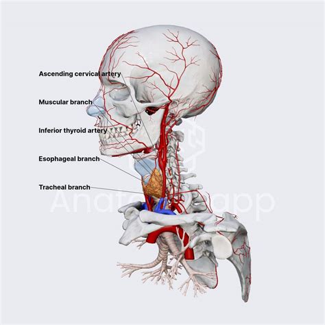 Inferior Thyroid Artery Anatomy App