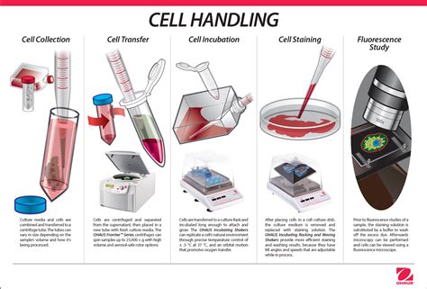 Cell Culture Certification