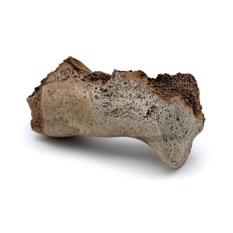 Smilodon Bone Fossil Classic Riker Box Specimen Includes Display Case
