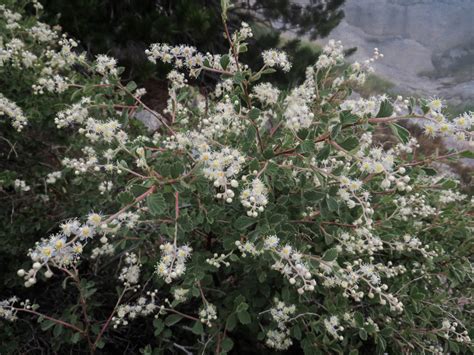 Holodiscus Discolor Var Microphyllus Calflora