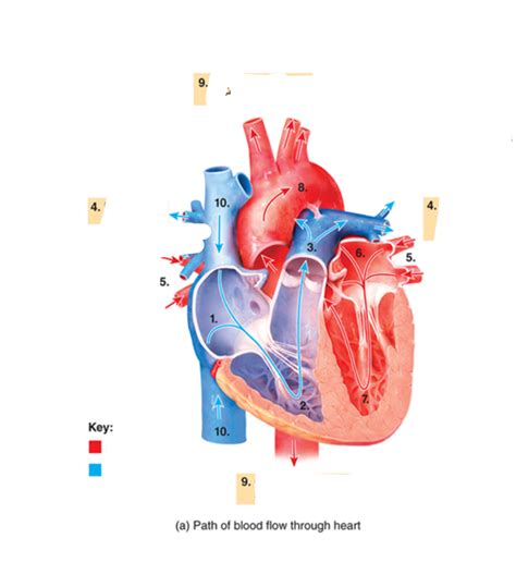 Anatomy Path Of Blood Flow Through Heart Diagram Quizlet