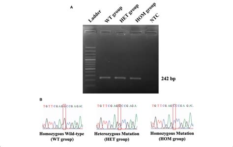 The Dna Sequencing Results Of Mybpc3 A31p Mutation A The Pcr