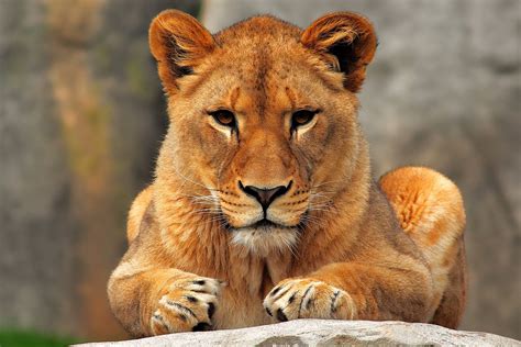 Evil Anime Lioness
