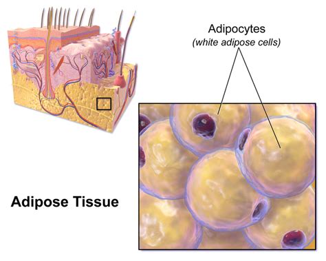 What Is The Difference Between Somatic And Reproductive Cells Pediaacom