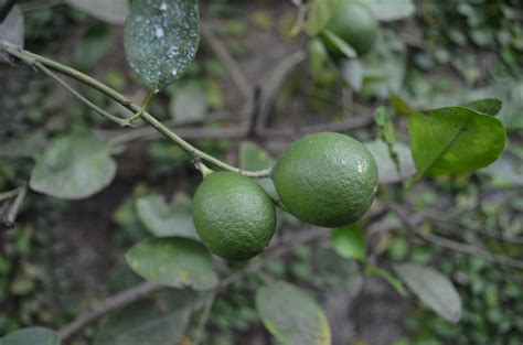 Jeruk Nipis Citrus Aurantifolia Orange C Citrus Aurantifolia Key Lime Fruit Limes