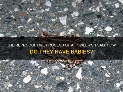 The Reproductive Process Of A Fowler S Toad How Do They Have Babies PetShun