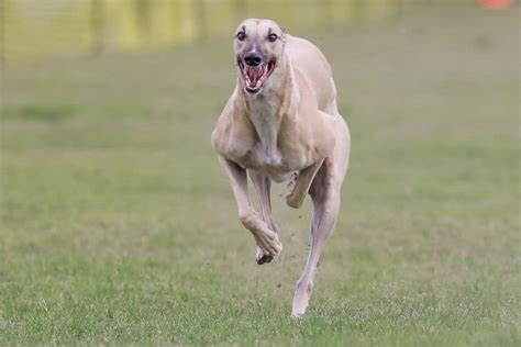The Female Greyhounds Of Ark Kennel