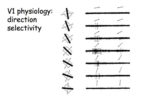 Perception Lecture Notes Lgn And V1