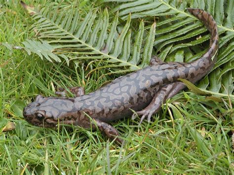Pacific Giant Salamander In The Temperate Rainforests Of The Pacific
