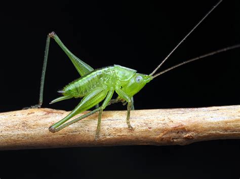 Grasshopper On Branch Symbolizing Resilience And Natures Intricacy Nature Photo By Tom Musson