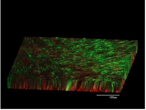 Three Dimensional Reconstruction Of Confocal Laser Scanning Microscopic Download Scientific
