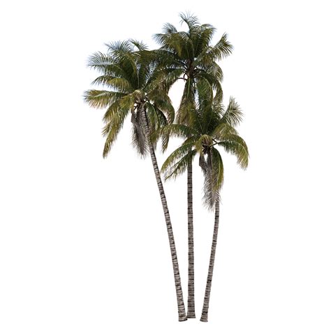 Cocos Nucifera 3 Download The 3d Model 40863