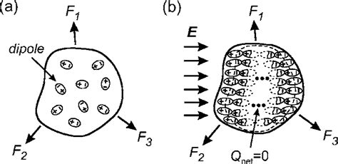 Ae 0 Electric Dipoles Are Randomly Oriented And The Material