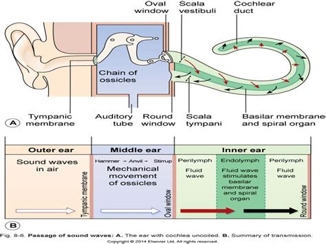 Diagram Of Movement Of Sound Waves Through The Ear Quizlet