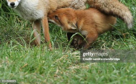 Small Foxes Photos And Premium High Res Pictures Getty Images