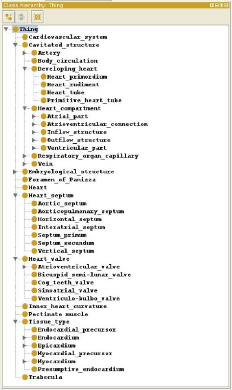 Screen Dump Of The Partially Unfolded Anatomy Ontology In Protégé