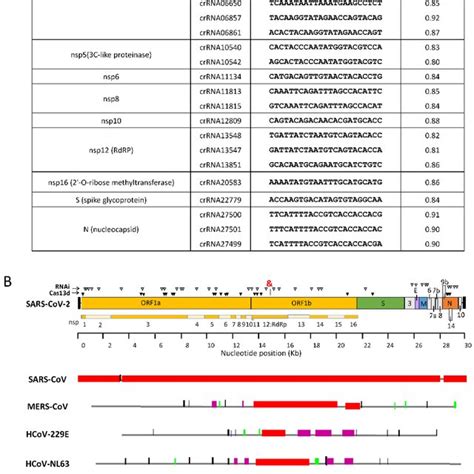 Candidate Target Regions In The Rna Genomes Of Sars Cov 2 And All Other