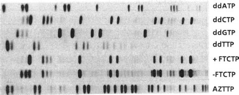 Autoradiograph Of Chain Terminating Sequencing Reactions With Dntp Download Scientific Diagram