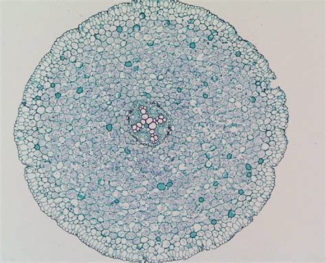 Root Microscope Slide Diagram Quizlet