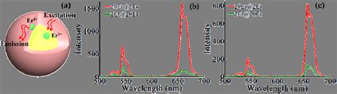 A Schematic Design Of The Simplex Er 3 Doped Ucnps Architecture For Download Scientific
