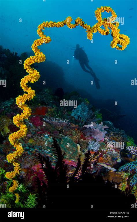 Coraux Mous Et Plongeur Dans Komodo Indonésie Sous Leau De La Mer Plongée Plongée Sous