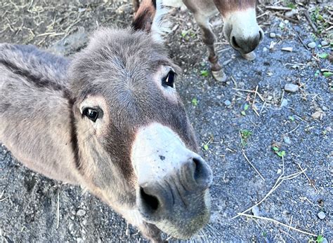 Sardinian Miniature Donkey