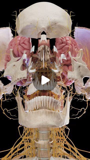 Sciepro On Instagram Prepare To Be Mesmerized By Our Animated