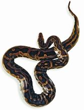 File Python Banglapedia
