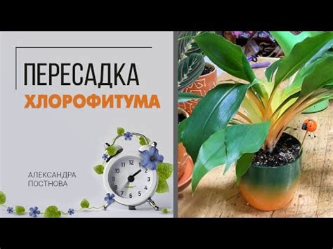 Хлорофитум оранжевый: уход в домашних условиях, размножение