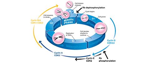 Cell Cycle Analysis With Flow Cytometry Propidium Iodide Abcam