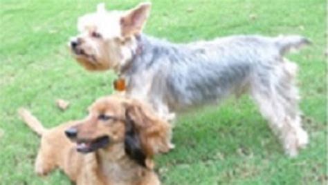 About Zoonotic Hookworm Zoonotic Hookworm Cdc