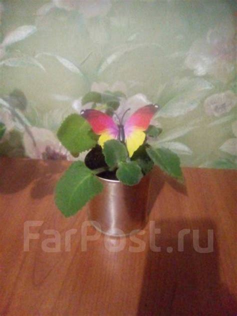 Растение мята - Растения в Хабаровске
