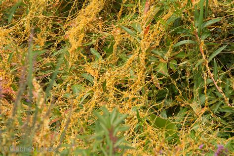 Dodder Cuscuta Sp Carnivorous Plant Society Of Canada