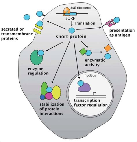 Sorfs As Source Of Functional Short Proteins Translation Of Short Open
