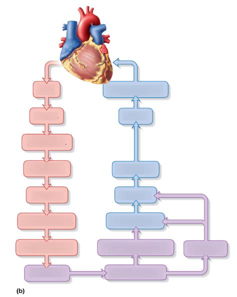 Flowchart Of Renal Circulation Diagram Quizlet Flowchart Of Renal Circulation Diagram Quizlet