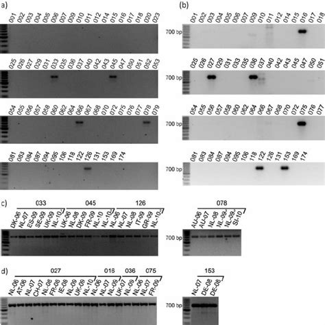 Dendrogram Of C Difficile Strains Based On Pcr Ribotype Illustrating