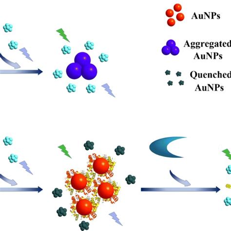 Schematic Diagram Of The Auncaunps Based Fluorometric And Colorimetric