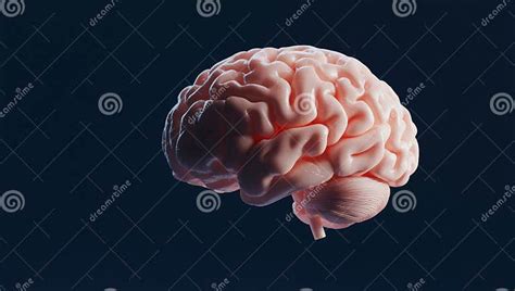 Symbol Is Represented By The Plexus Lines Of The Human Brain External Cerebral Connections In