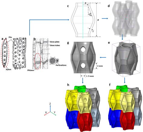 Phloem Tissue Model Phloem Vascular Tissue